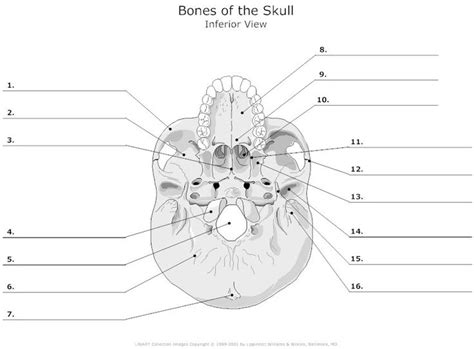 Unlabeled Skull Diagram