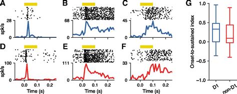 Sound Evoked Responses Of Distinct Neuron Classes From The Tail Of The Striatum Eneuro