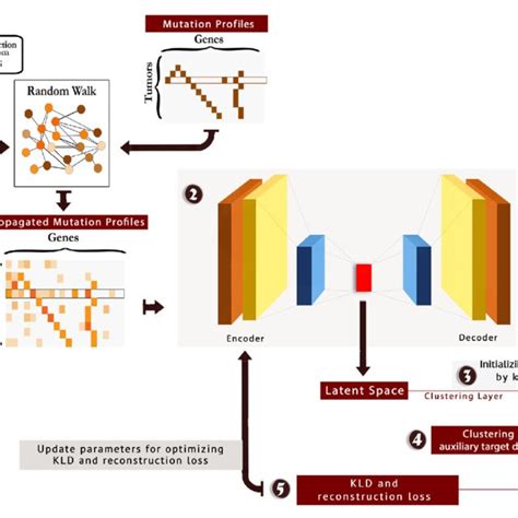 The Scheme Of Msdec Discovering Molecular Subtypes By Using Deep Download High Quality