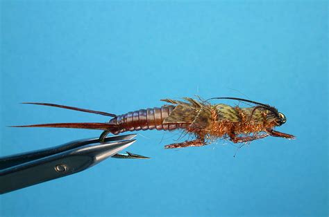Nymph Stonefly