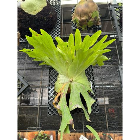 Jual Platycerium Wallichii Shopee Indonesia