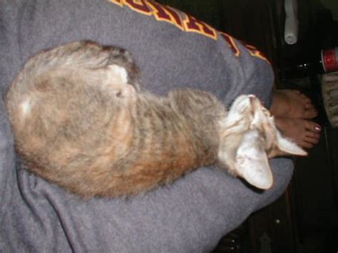 Cat Detection Object Detection Dataset And Pre Trained Model By Dog