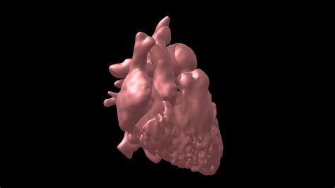 Heart Anatomy 3d Model By Drj Drjameswinter [f7b2226] Sketchfab