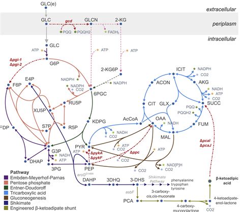 Production Of β Ketoadipic Acid From Glucose In Pseudomonas Putida