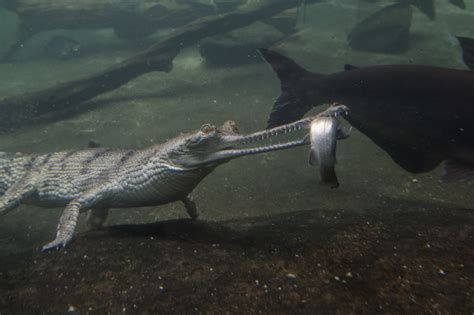 Nepals Gharials Deserve Attention And Protection Commentary