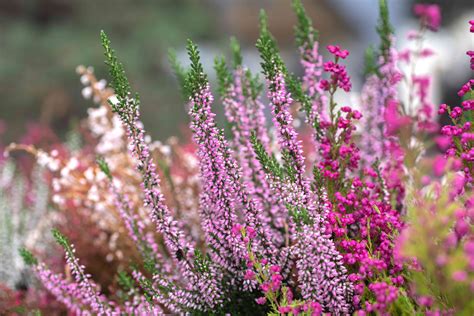 Deciduous Shrubs List