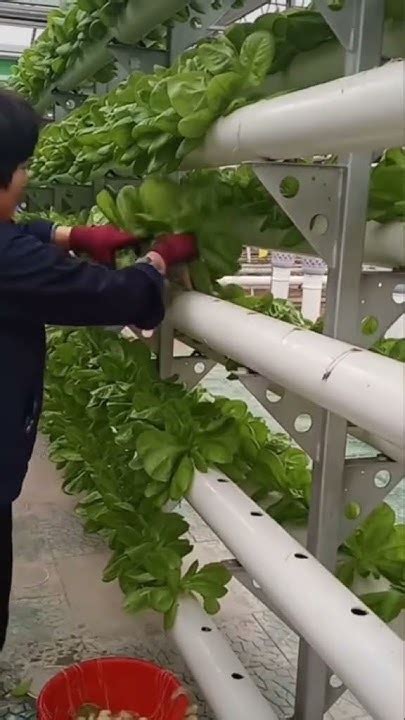 Rt 867260000900502 Mini Rotary Tillage And Ridging All In One Tree 🌲 Short View Rogator