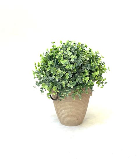 עציץ אקליפטוס נושא כלים