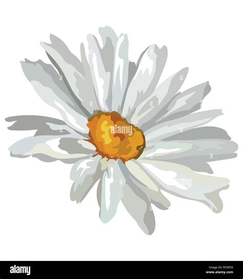 Chamomilla Flower Vector Colorful Illustration Isolated On White