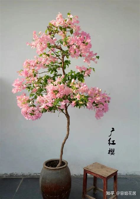 天津一太太的 三角梅花树”，仙气飘飘开满花，妥妥的视觉盛宴 知乎