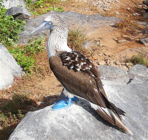 Blue Footed Booby Galapagos