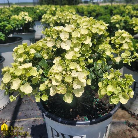 Quick Fire Panicle Hydrangea Hydrangea Paniculata Tiny Quick Fire®