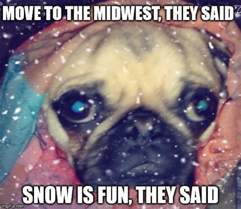 Sad Pug Meme