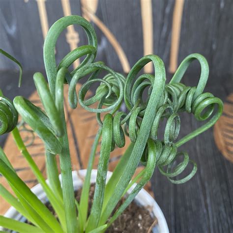 Albuca Spiralis Frizzle Sizzle