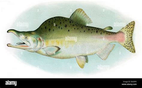 The Humpback Salmon Breeding Male Is A Seasonal Variation Of The Pacific Salmon Species During