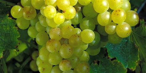 Variabilité Et Sélection Clonale Des Muscats En Valais Agrarforschung