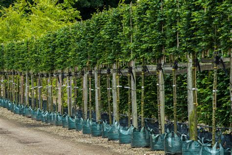 Trees For Screening Above Fence At Ella Byatt Blog