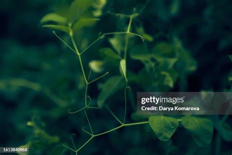 Pea Tendrils Photos And Premium High Res Pictures Getty Images