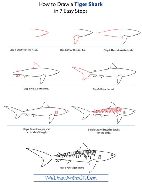 How To Draw A Tiger Shark Drawing