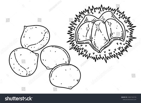 28 Nuts Bur On Line Stock Vectors And Vector Art Shutterstock