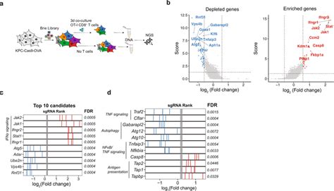 Genome Wide Crispr Screen In Pda Cells Reveals Immune Evasion