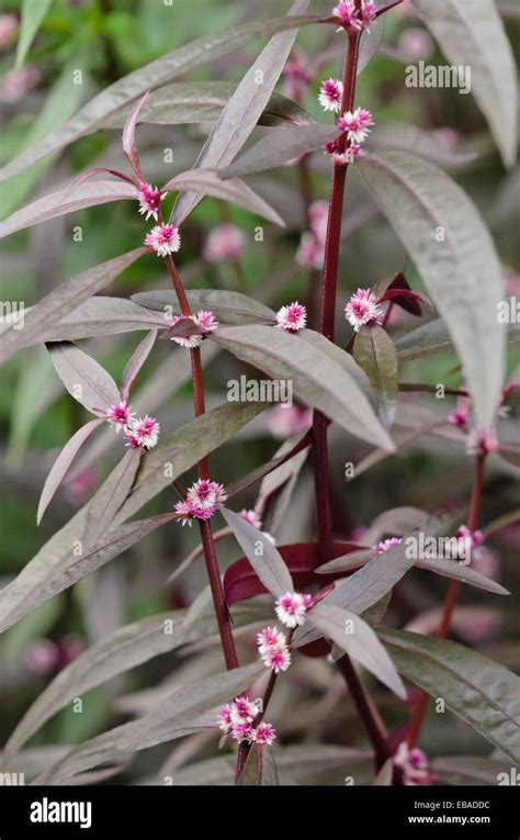 Alternanthera Sessilis