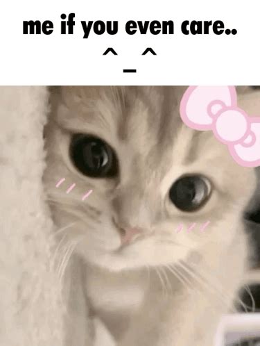 Cat Cat Meme Meme Cat Cat Meme Cute Cat Discover And Share S