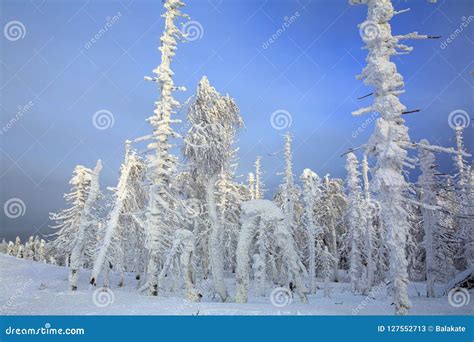 Trees Covered With Snow Ural Mountains Russia Stock Image Image Of