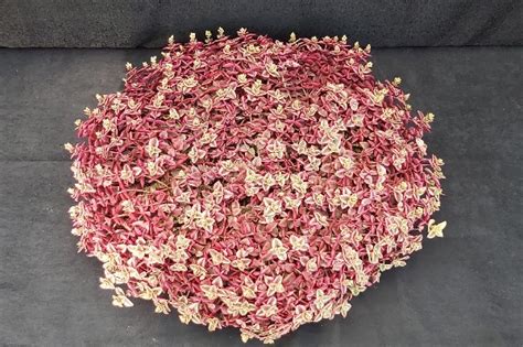 Crassula Marginata Variegata 6cm Pot Shop Ottershaw Cacti