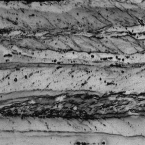 Microstructures Of Warm Rolled Sheets Observed By Optical Microscope Download Scientific