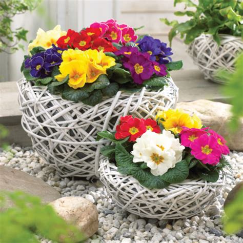 Primula Jagorčevina Rasadnik Cvjetićanin