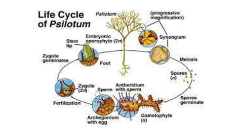 Psilotum Structure Morphology Anatomy Reproduction Life Cycle Etc Pptx