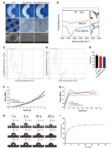 Figure 3 From 3d Printed Polyε Caprolactonemeniscus Extracellular