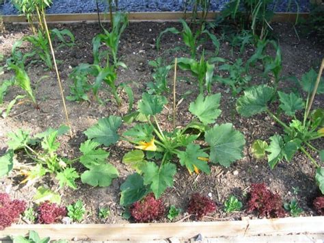 How To Grow Zucchini Your Guide To Growing This Summer Squash