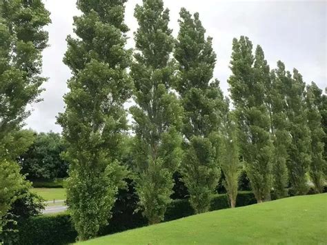 Top 10 Fast Growing Trees For Your Landscape Transformation Tn Nursery