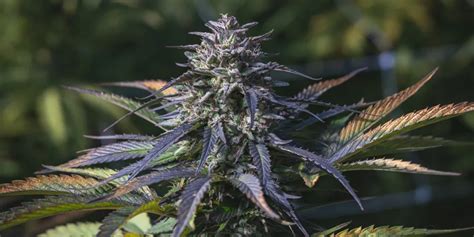 Understanding Weed Color