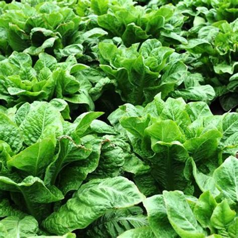 50 Chinese Stem Lettuce Seeds Welldales