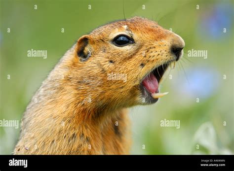 Ground Squirrel Teeth