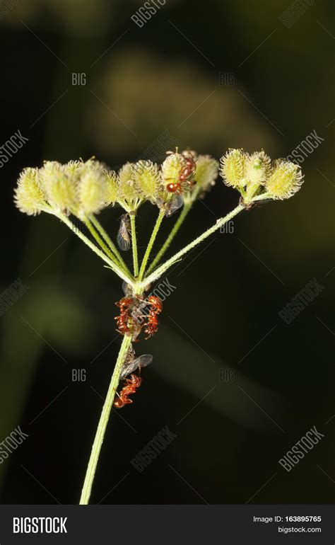 Aphids Colony On Grass Image And Photo Free Trial Bigstock