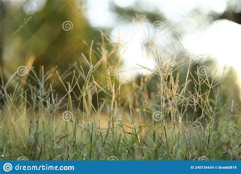 Grass Flower In The Backyard At Sunset The Concept Of Freshness In