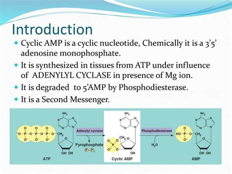 Cyclic Amp Pathway Ppt