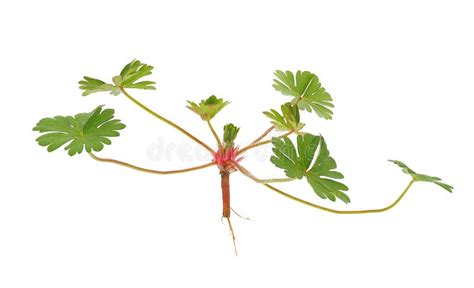 Small Geranium Isolated On White Background Geranium Pusillum Stock
