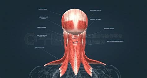 背部高清图片头部和颈部的肌肉 3d 插图。头部和颈部的肌肉医疗健康免费下载格式5528像素编号67411007 千图网