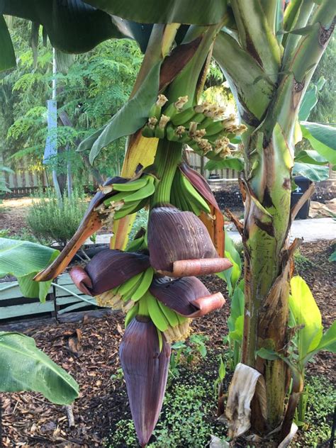 The Pepper Lantern Added A New Photo The Pepper Lantern