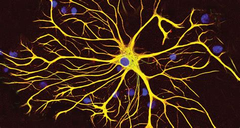 Astrocytes Help Speed Up Brains Messages