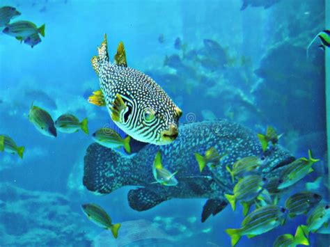 Pufferfish Or Balloonfish Or Blowfish Or Bubblefish Or Globefish Or
