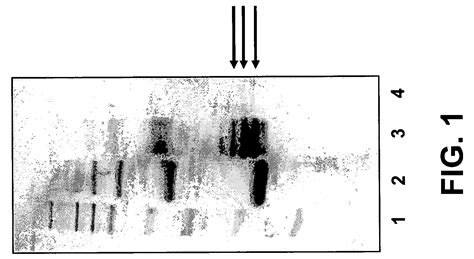 Amyloid β1 6 Antigen Arrays Eureka Patsnap
