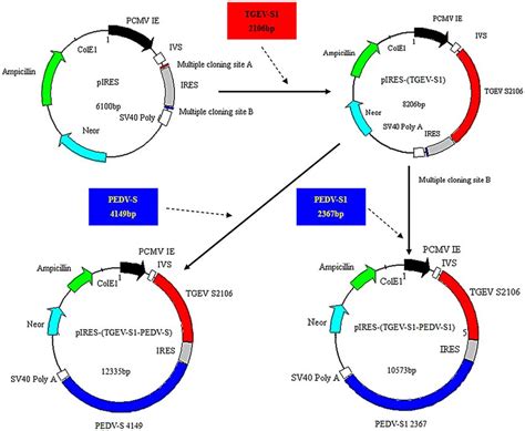 Schematic Drawing Of Construction Of Dna Plasmids Dna Plasmids