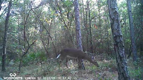 Apalachicola Wma Wildlife Youtube