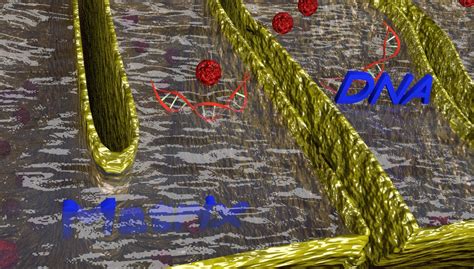 Artstation Mitochondria Microscopy Detailed Labelled 3d Model Resources